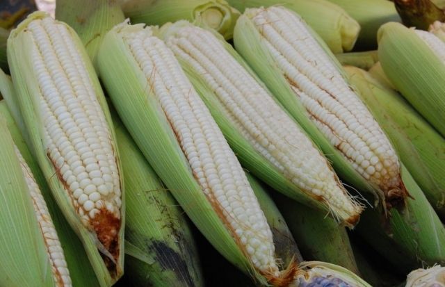ELOTE CRIOLLO – La Huerta Express
